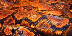 Sonhar Com Cobra Laranja: O Verdadeiro Significado » Mundo Da Numerologia