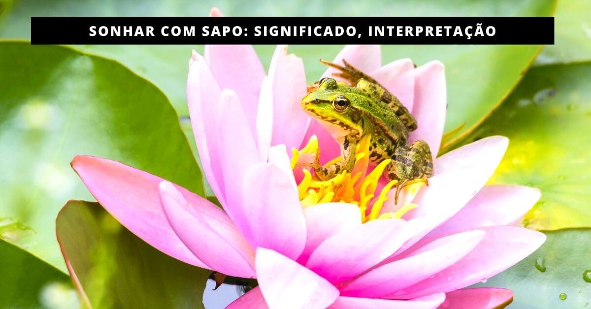 Sonhar com sapo: Significado, Interpretação - Mundo da Numerologia