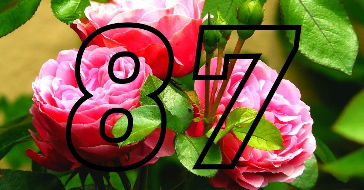 Numerologia: Significado Do Número 87 » Mundo Da Numerologia